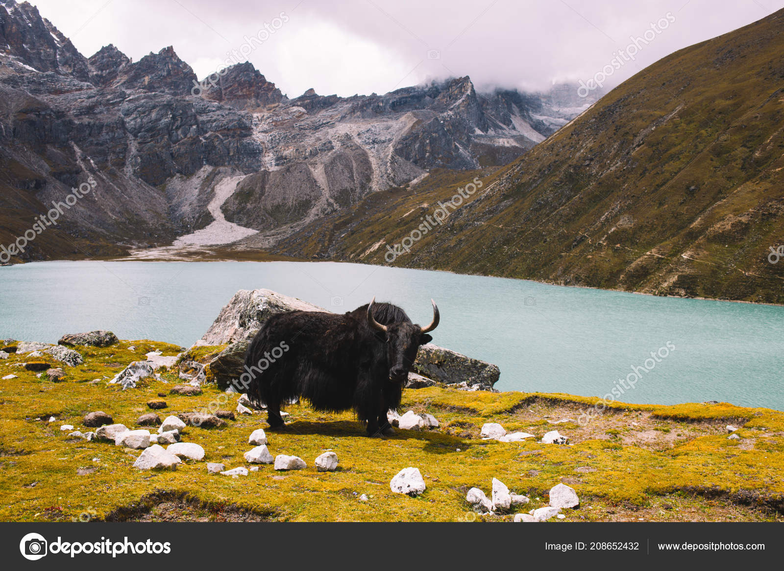 Yak Way Everest Base Camp Big Himalayan Yak Gokyo Lake Stock Photo by ...