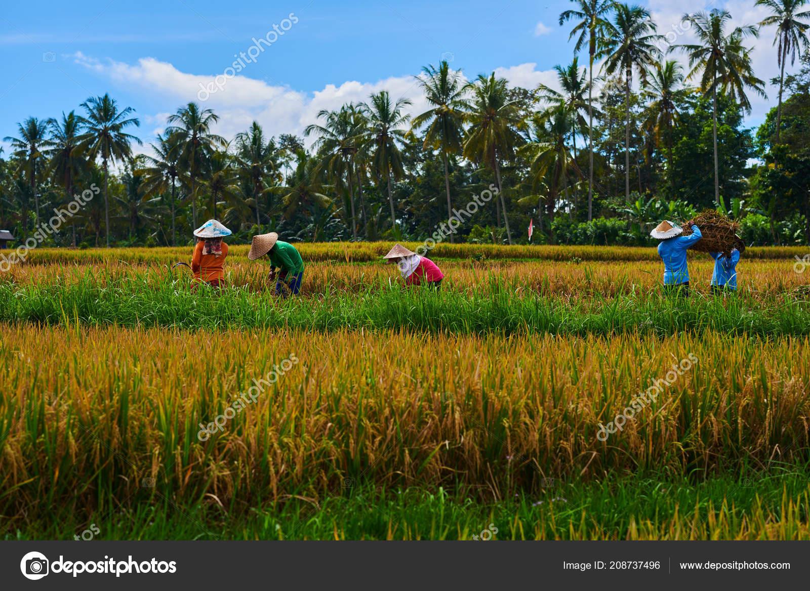 Rural Scenery Golden Paddy Field Harvesting Season Farmers Harvest Rice ...