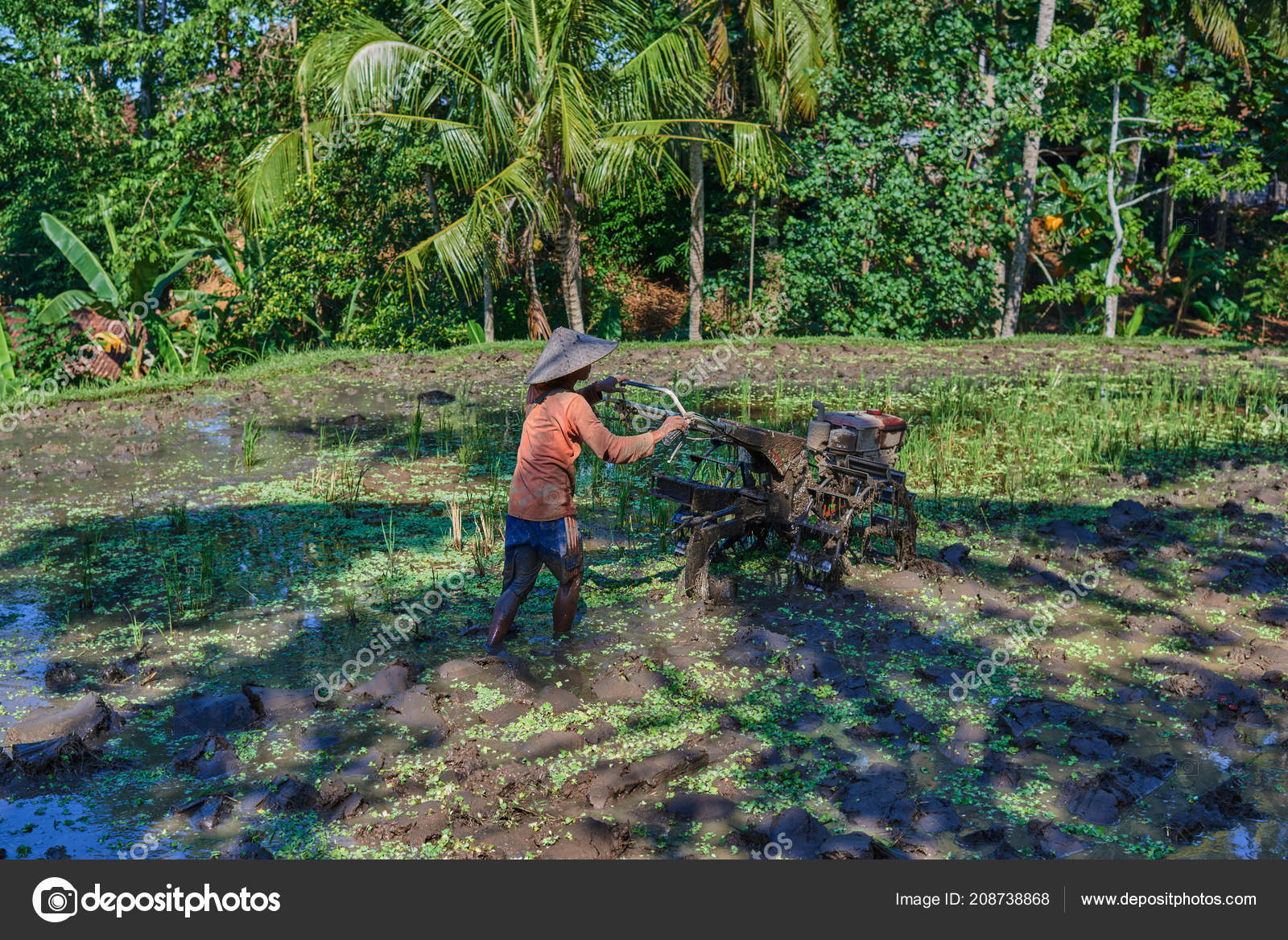 Farmer Working Handheld Motor Plow Rice Field Walking Tractor Small ...