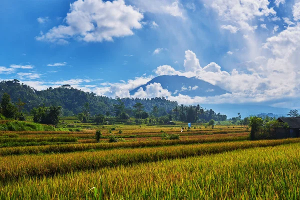 Yellow rice Images - Search Images on Everypixel