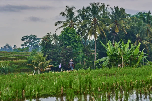Philippines rice seedlings Stock Photos, Royalty Free Philippines rice ...