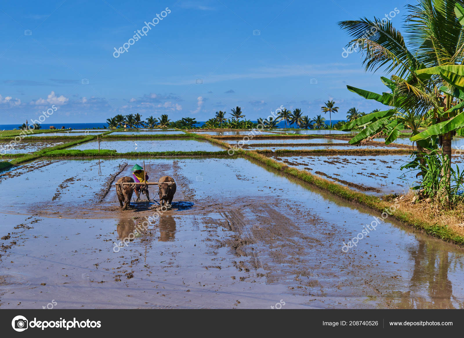 Farmers Plows Rice Fields Asian Peasantry Use Water Buffalo Plowing ...