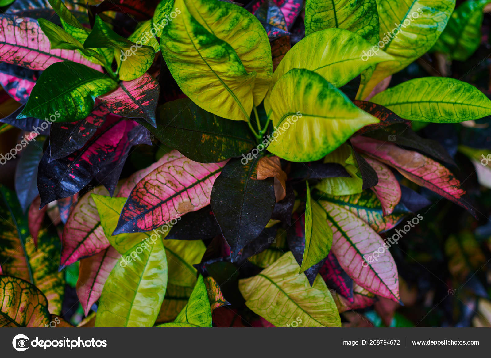 Codiaeum Variegatum Flower
