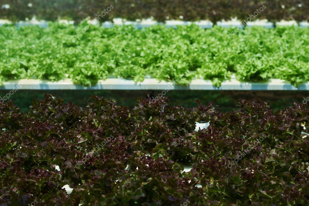Granja ecológica de cultivo de hortalizas hidropónicas. Lechuga de roble rojo y lechuga de roble ...