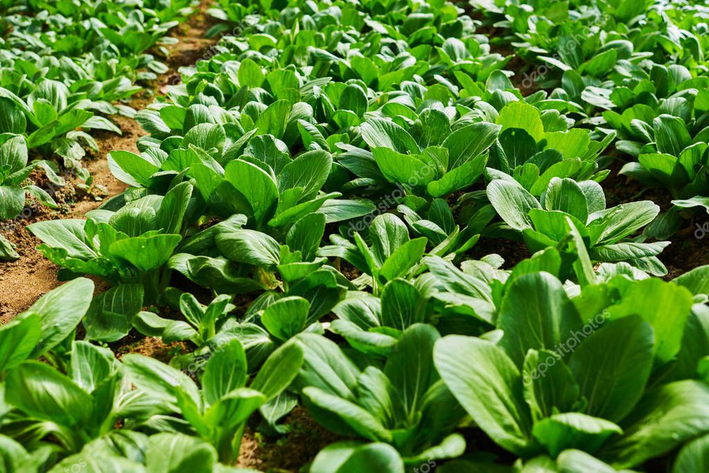 Campo de repollo chino en el campo. Verduras saludables. Plantación en ...
