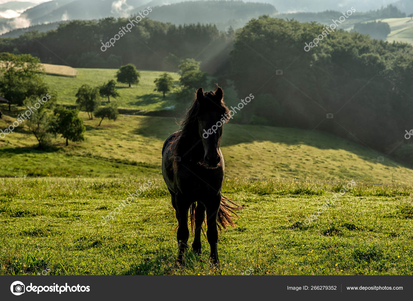 Black Horse Long Mane Grass Field Scenic View Picturesque Mountain ...