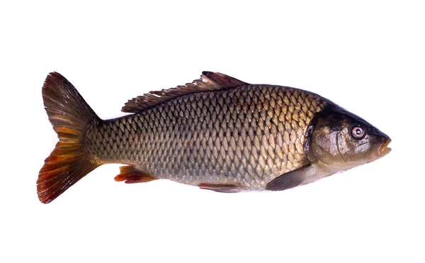 Peces del río fotos de stock, imágenes de Peces del río sin royalties ...