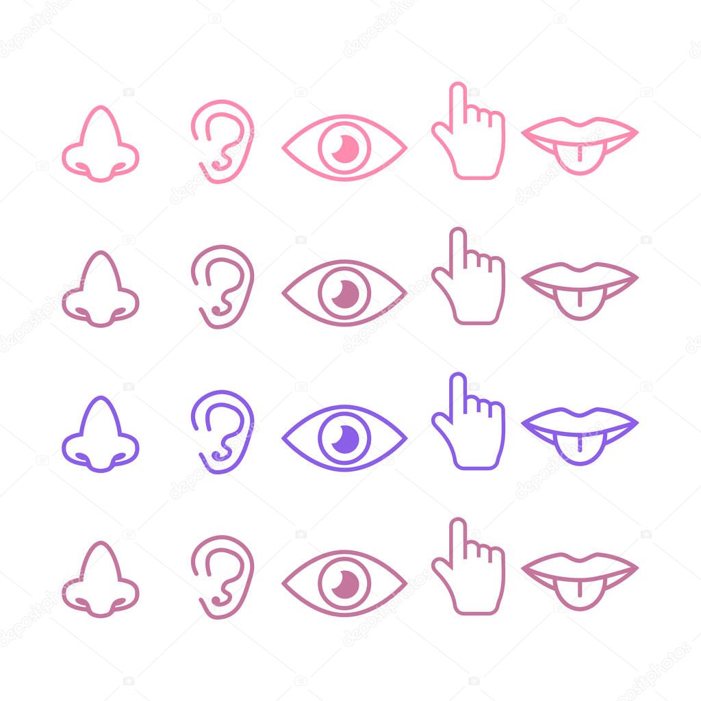 Vista, olfato, oído, tacto, gusto vector de iconos. Cinco sentidos ...