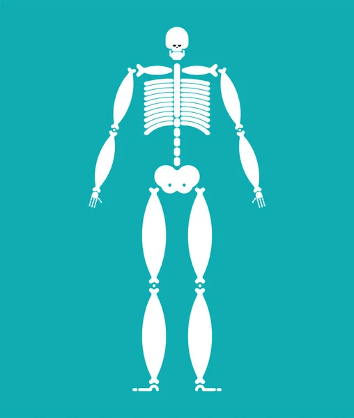 100,000 Human skeleton anatomy Vector Images | Depositphotos