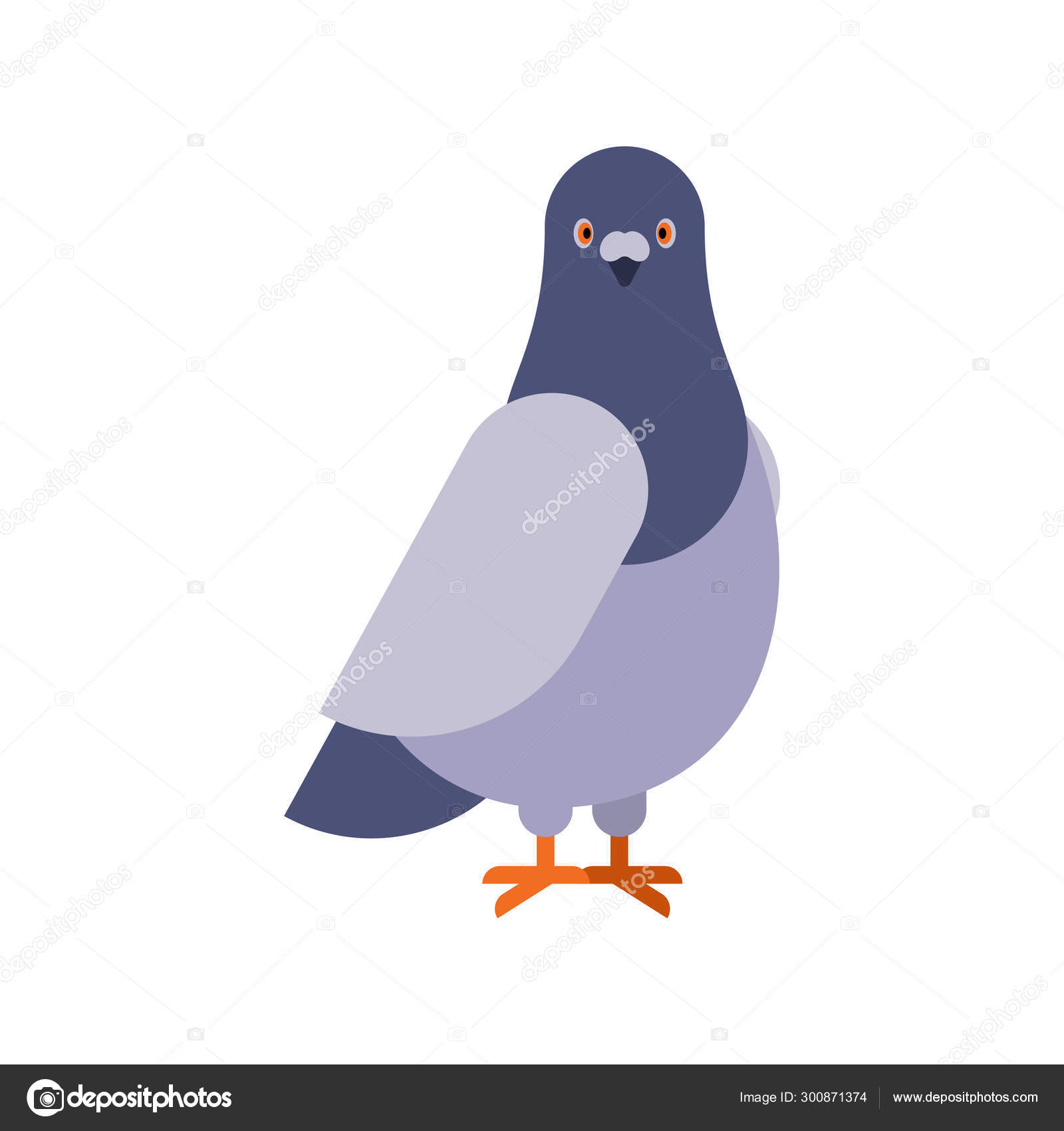 Dove grey Front view isolated. pigeon City bird vector illustrat ...