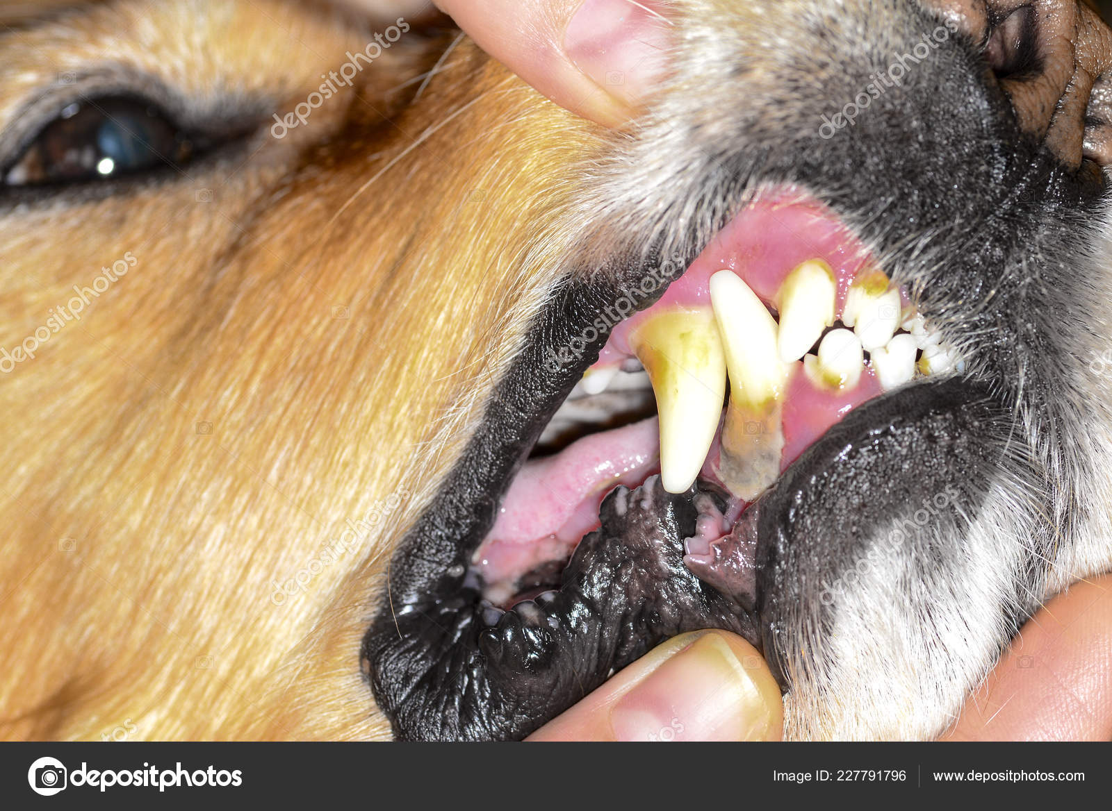 Calculus Teeth Dog