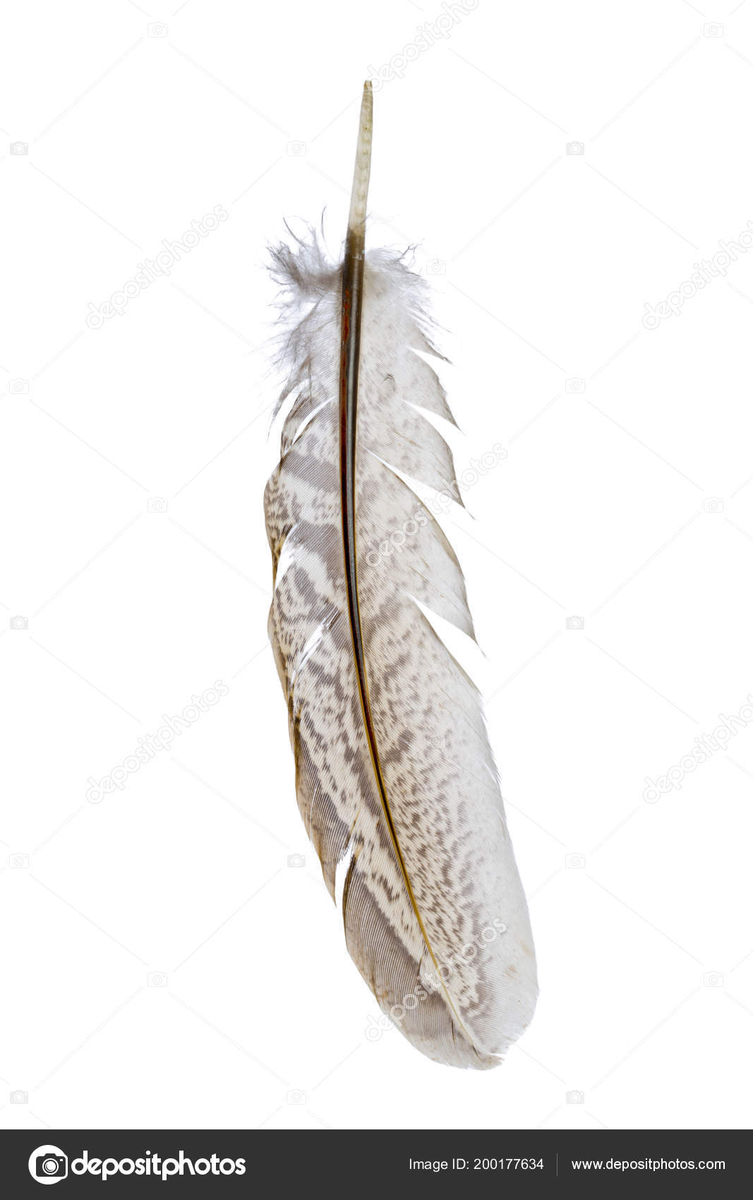 Pluma Ave Aislada Sobre Fondo Blanco — Foto de stock #200177634 ...