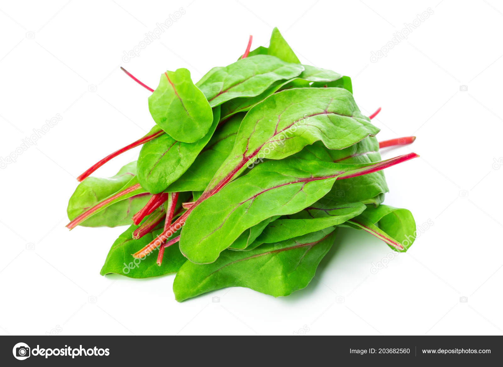 Greenery Close Isolated White Background Stock Photo by ©Fotofabrika ...