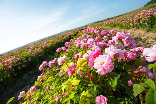Beautiful Field Roses Background Stock Photo by ©Fotofabrika 207479576