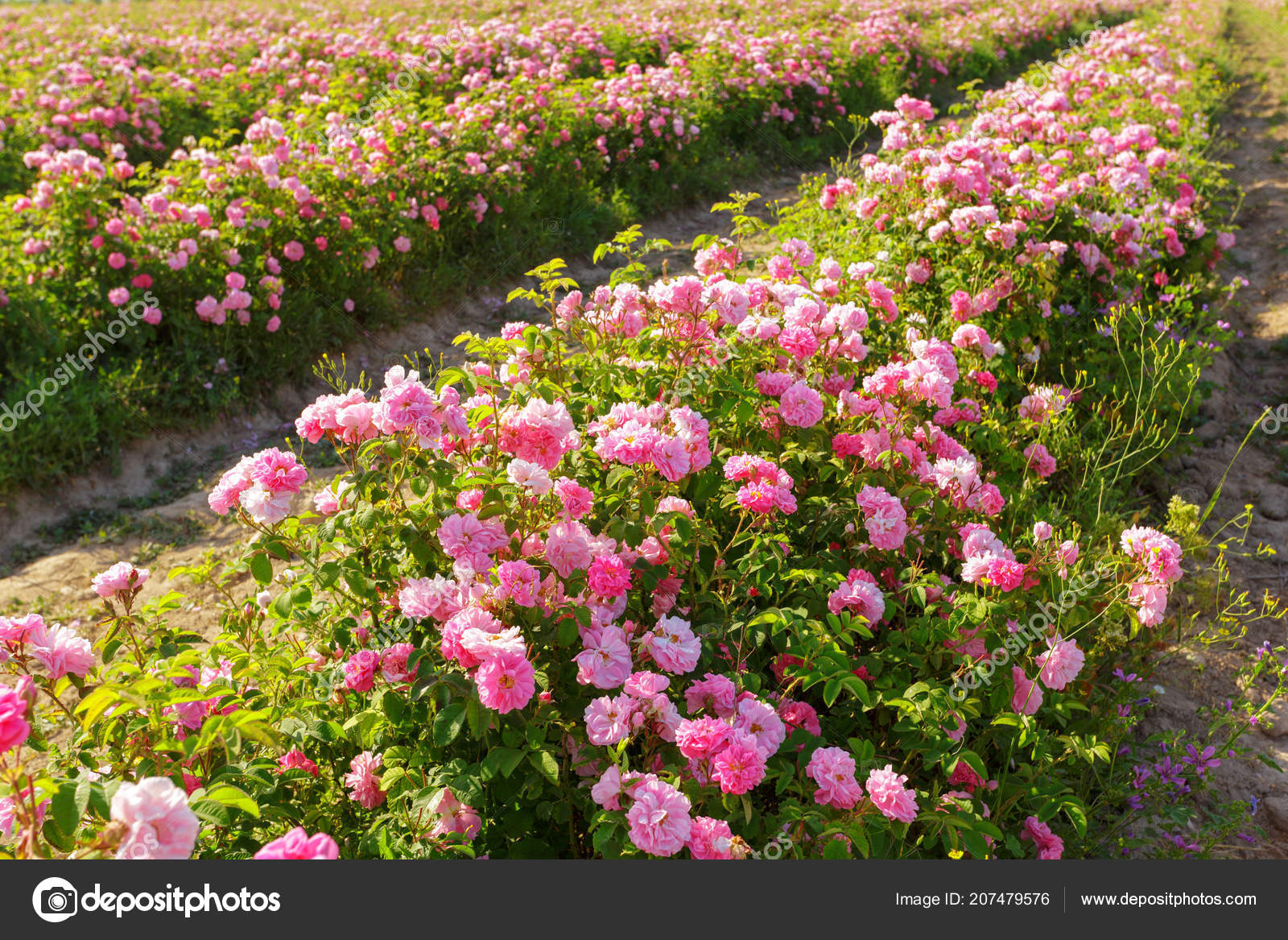 Beautiful Field Roses Background Stock Photo by ©Fotofabrika 207479576
