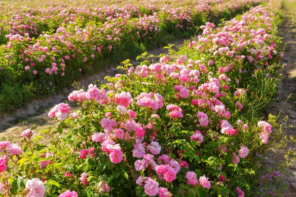 Field Of Pink Roses