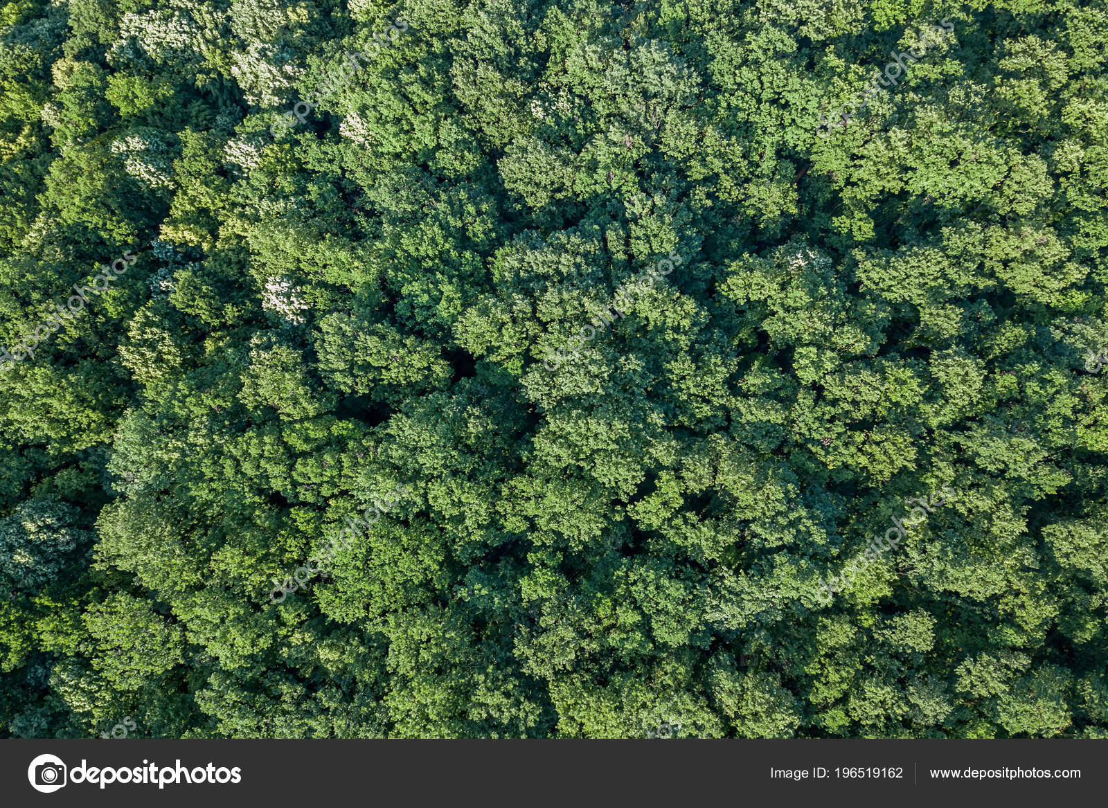 Aerial Top View Forest Forest View — Stock Photo © Allexxandar #196519162