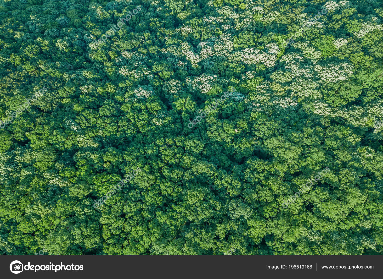 Aerial Top View Forest Forest View — Stock Photo © Allexxandar #196519168
