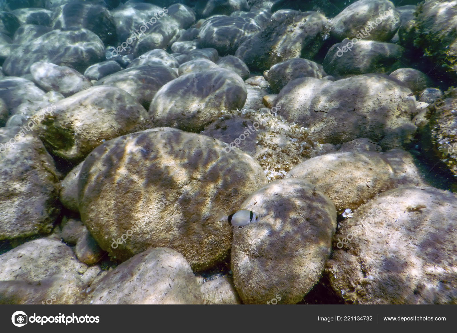Sea Life Underwater Rocks Sunlight Underwater Life — Stock Photo ...