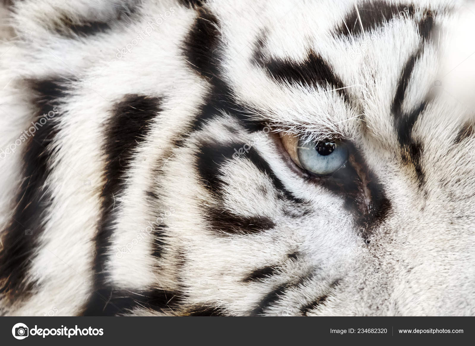 White Bengal Tiger Eyes