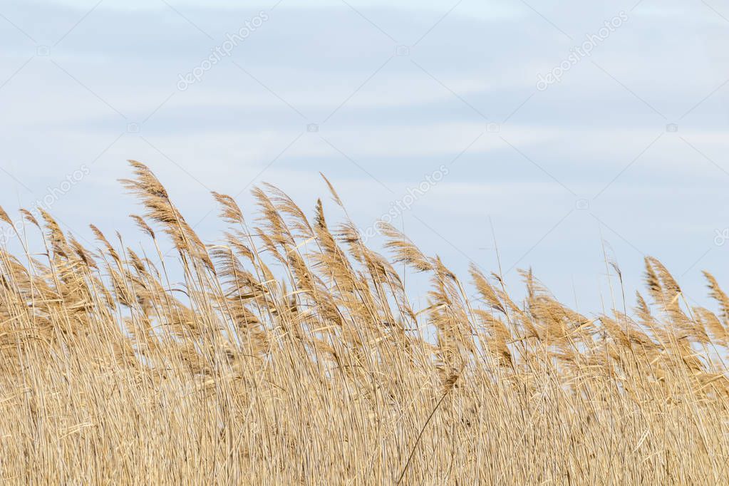 Caña común, Cañas secas, cielo azul, (Phragmites australis) 2023