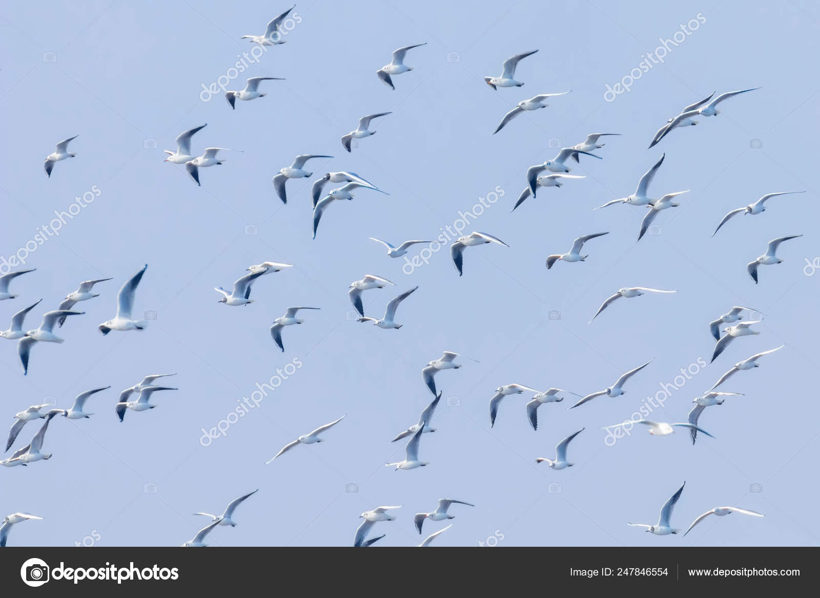Seagulls V Formation
