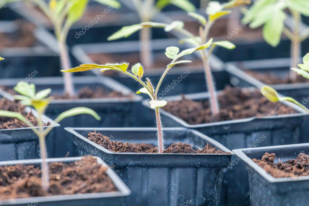 Germinados de tomate Invernadero, Germinado de tomate, Potted Tomato ...