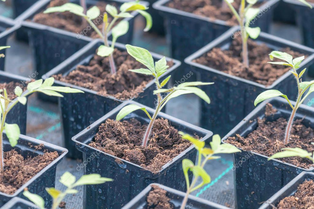 Germinados de tomate Invernadero, Germinado de tomate, Potted Tomato ...