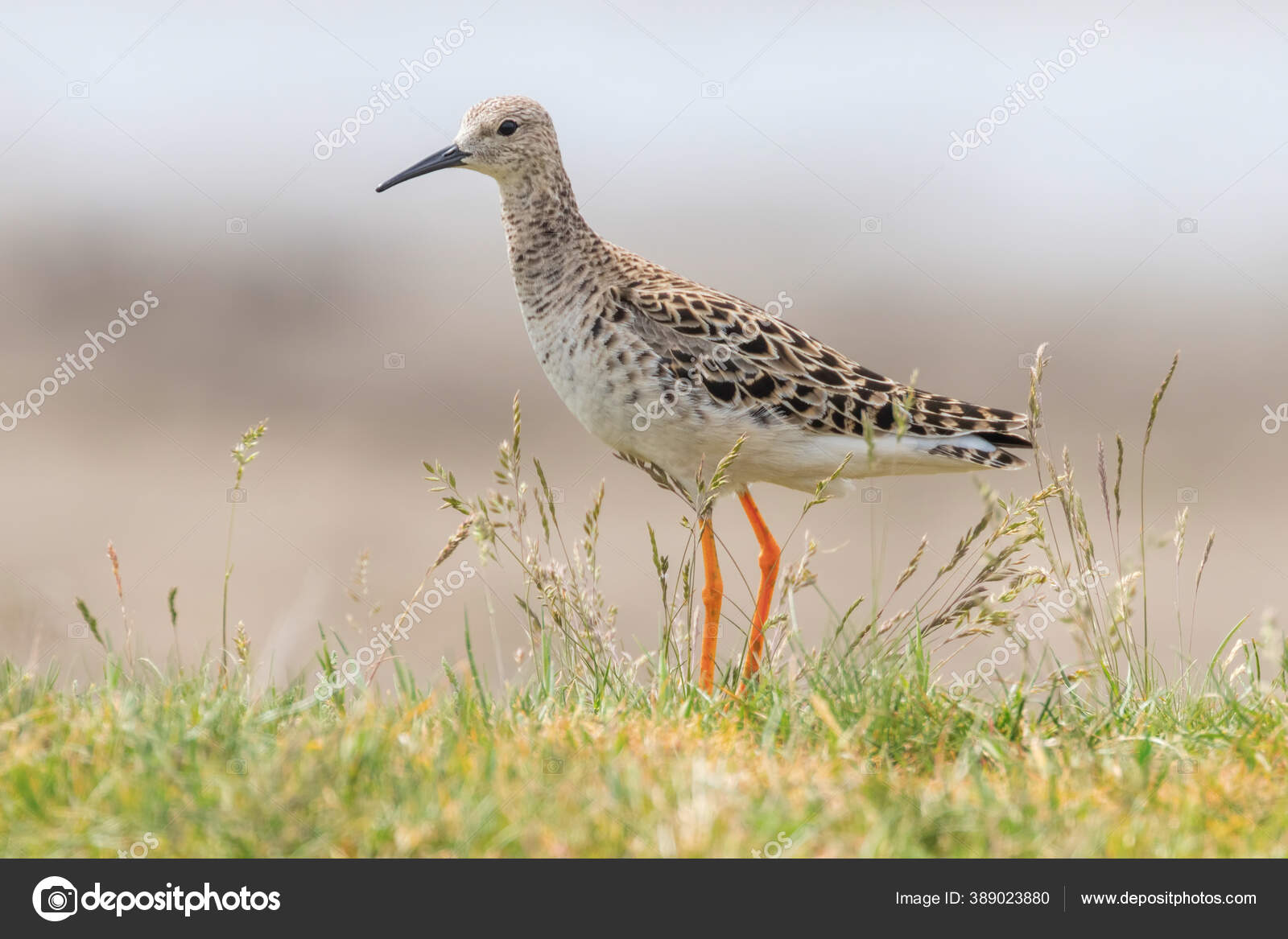 Ruff Bird Philomachus Pugnax Ruff Wader Bird Stock Photo by ...