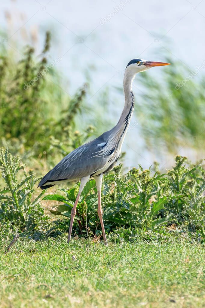 Garza gris volando (Ardea cinerea) Vida silvestre en hábitat natural. 2023