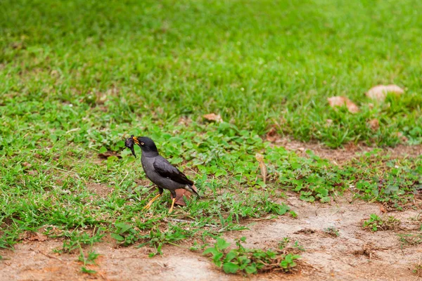Mynas images libres de droit, photos de Mynas | Depositphotos