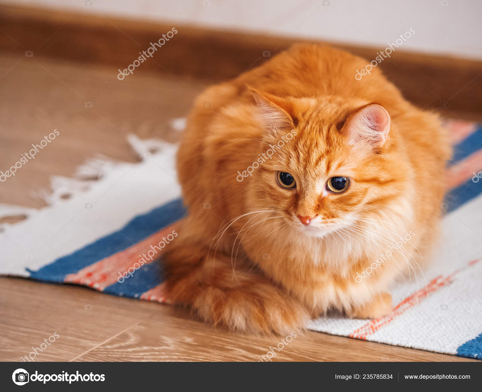 Cute Ginger Kittens Fluffy