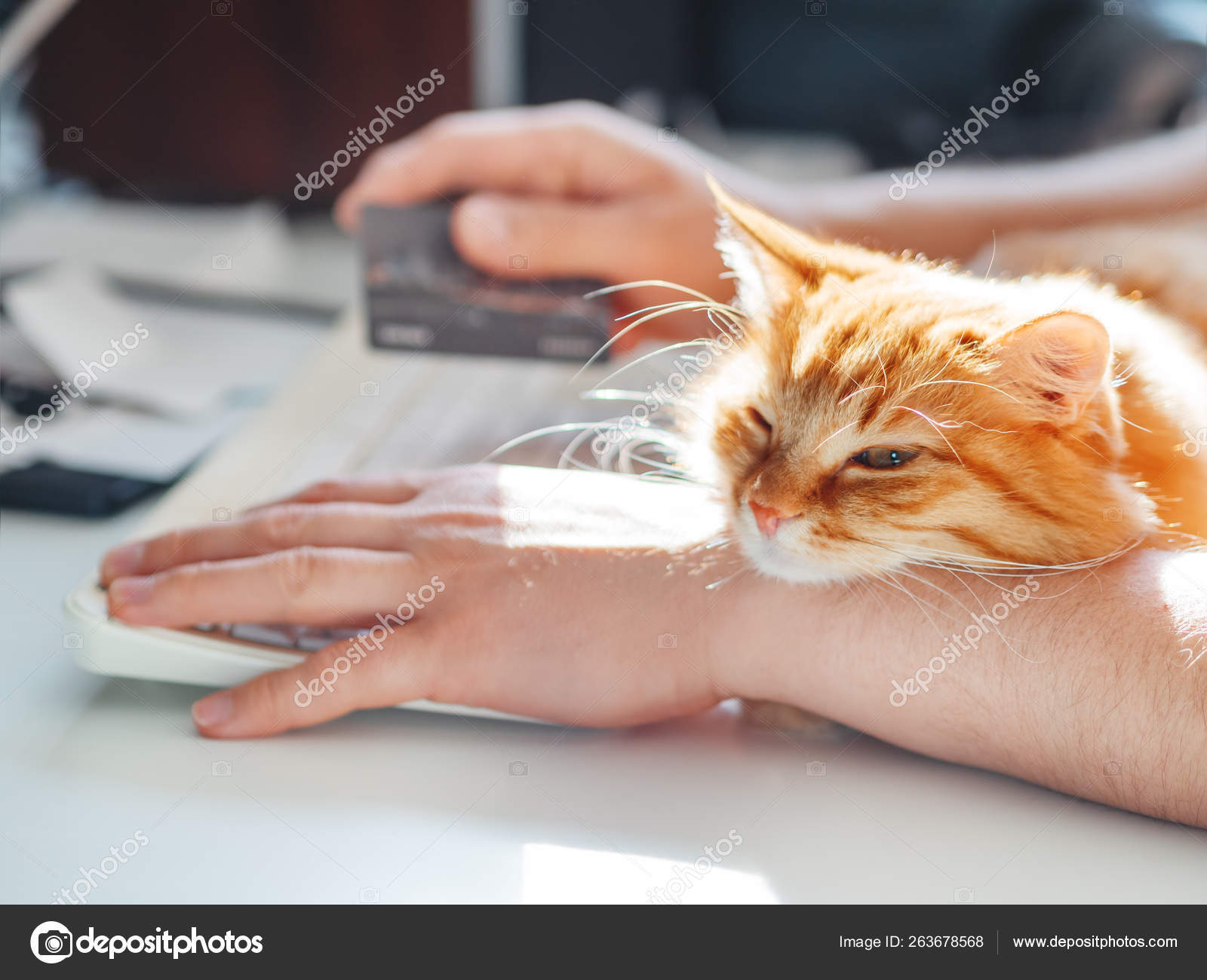 Animal Typing Computer