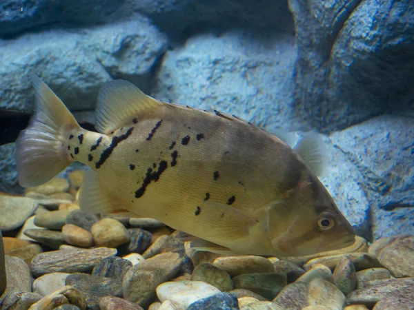 Siamese tiger fish Stock Photos & Royalty-Free Images | Depositphotos