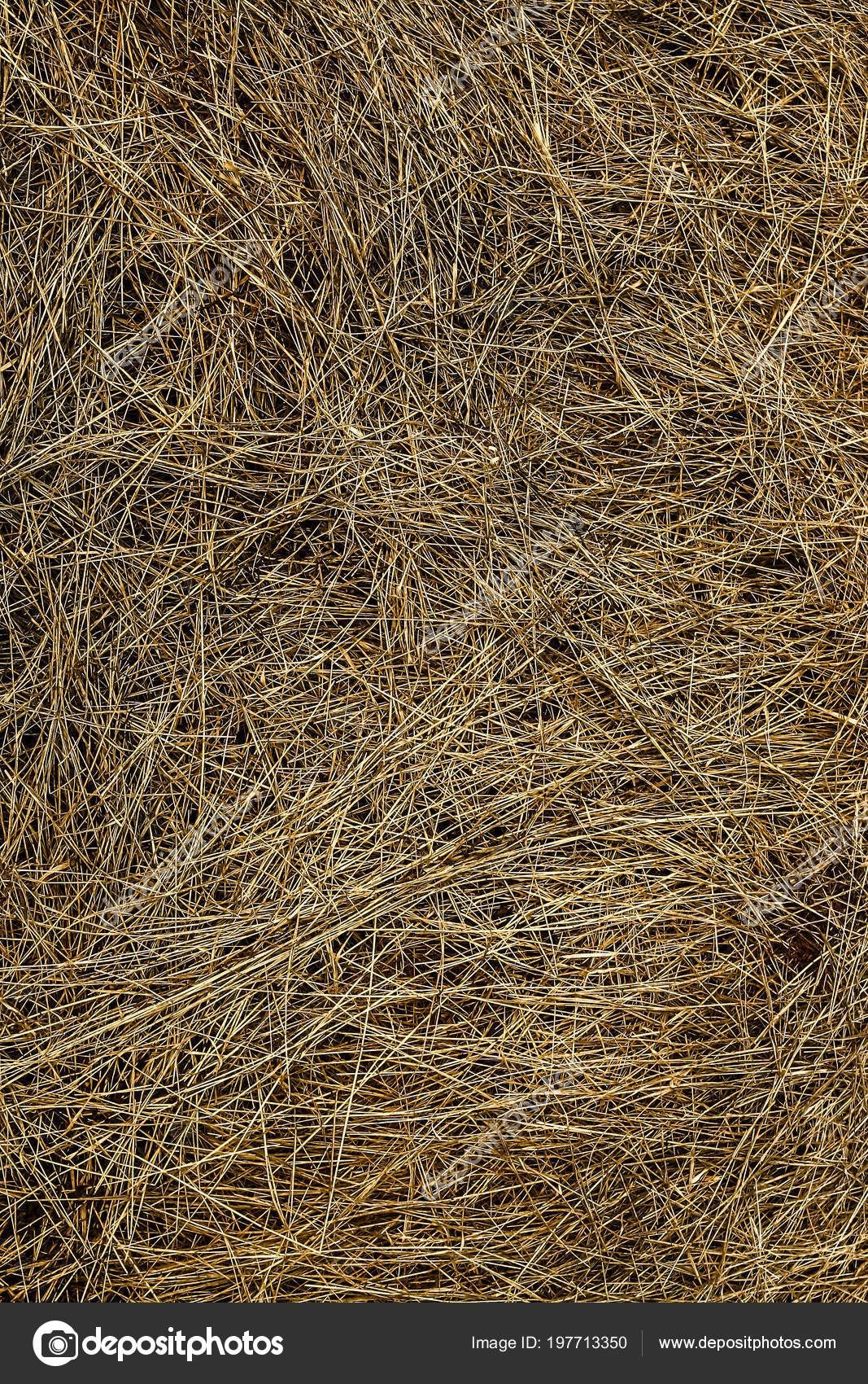 Background Texture Dry Yellow Grass Brown Hay Stock Photo by ©borjomi88 ...