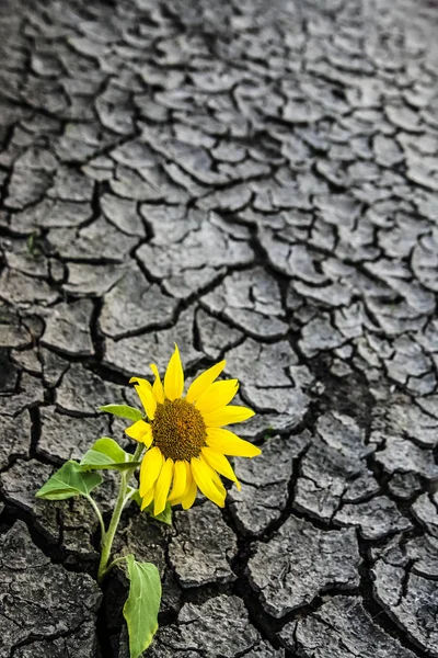 Soils Stock Photos, Royalty Free Soils Images | Depositphotos®