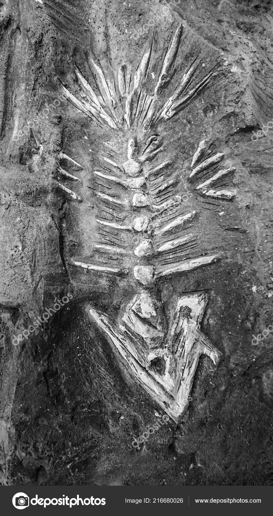 Fish Fossil Skeleton Genus Extinct Marine Reptiles Early Jurassic ...