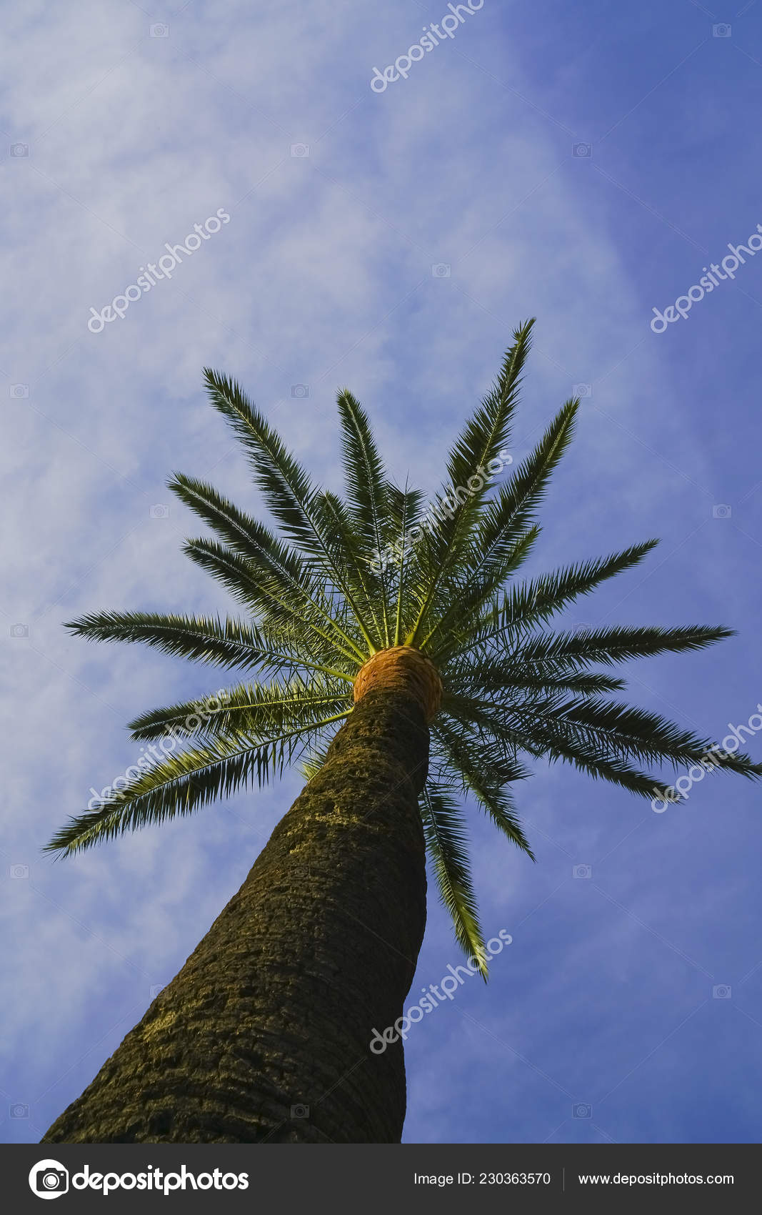 Green Long Leaves Tree Background Stock Photo by ©borjomi88 230363570