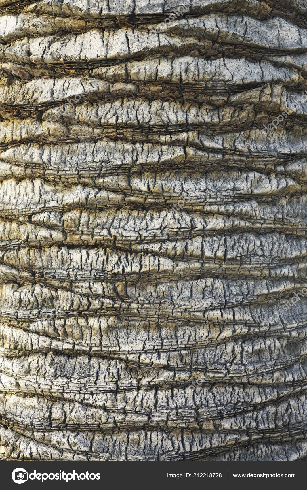 Textura De Tronco De Palmera Detalle Del Tronco Superior Del Patrón