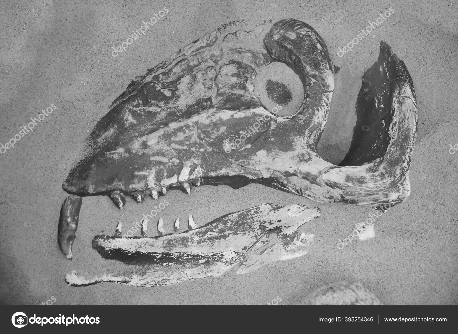 Fossil Head Velociraptor Dinosaur Series Sharp Teeth — Stock Photo ...