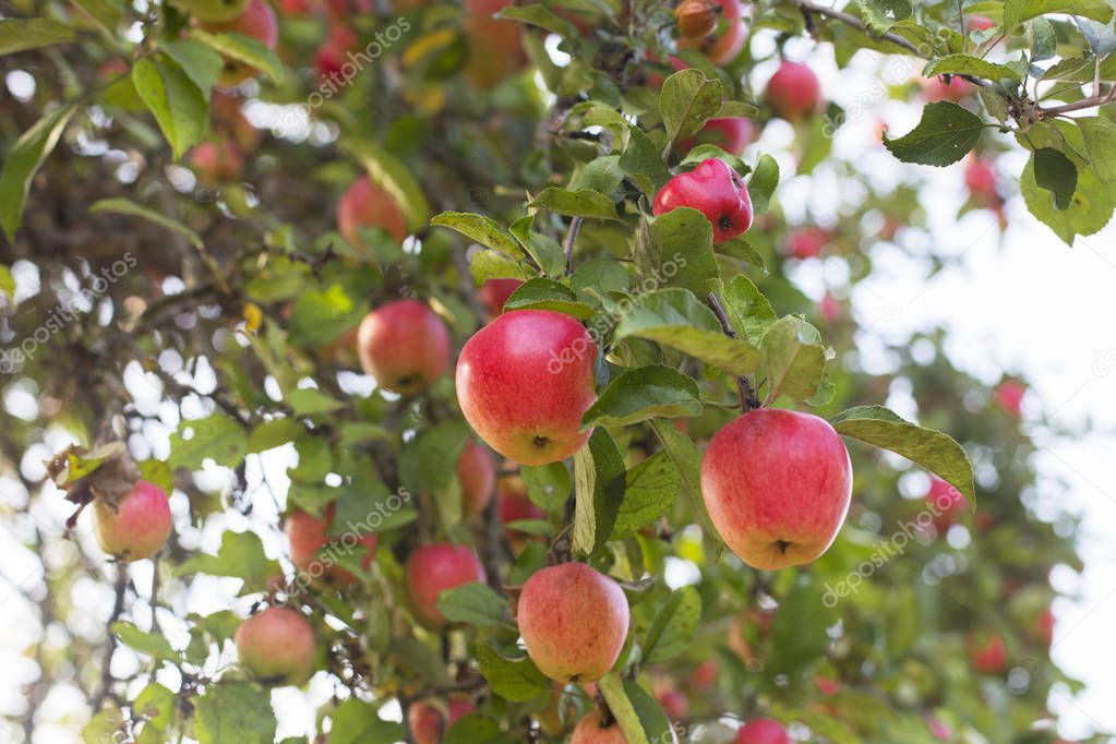 Rama de un árbol con manzanas rojas maduras 2024