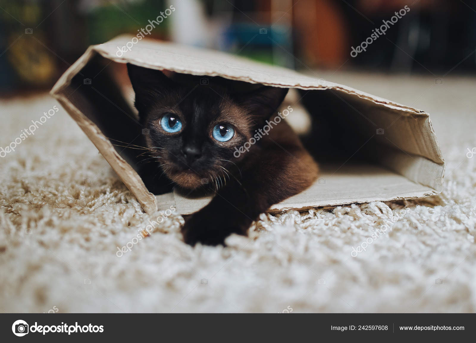 Cardboard Box And Black Kittens