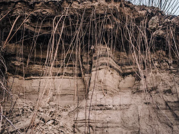 Arid ground. Layers of clay and sand underground. The roots of the ...