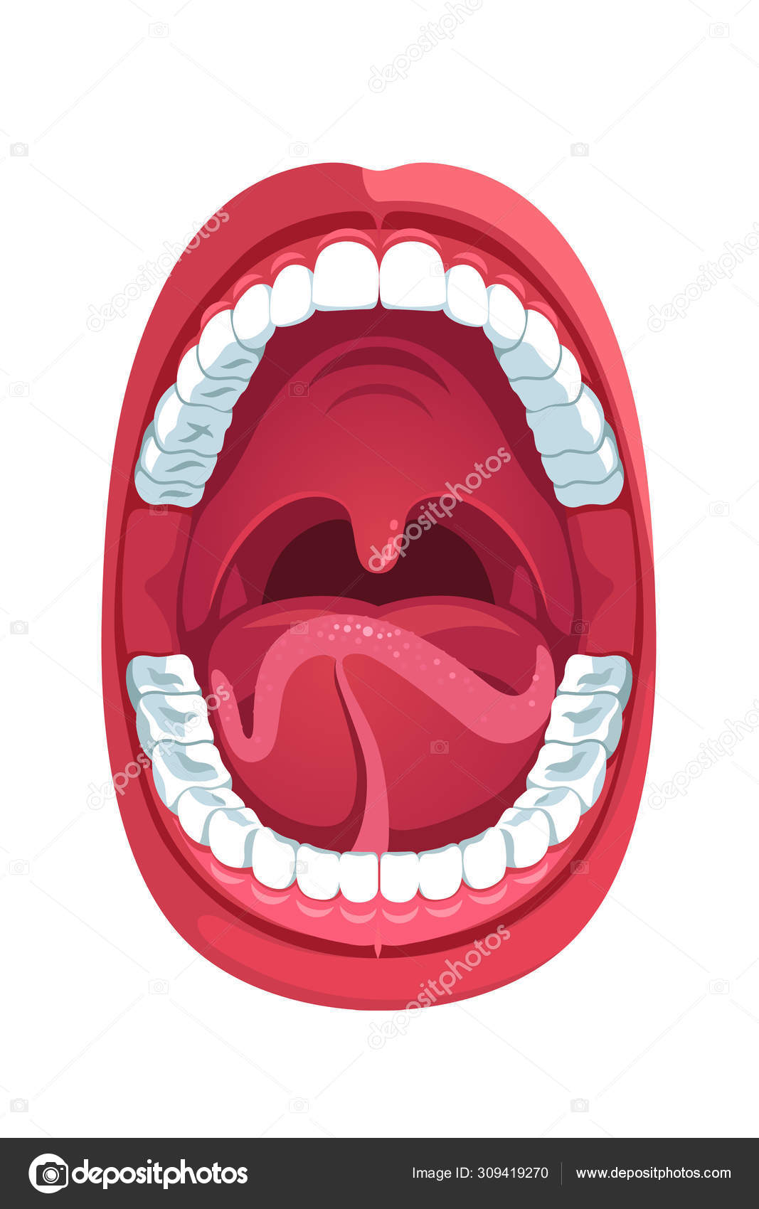 Oral cavity. Human open mouth anatomy model Stock Illustration by ...
