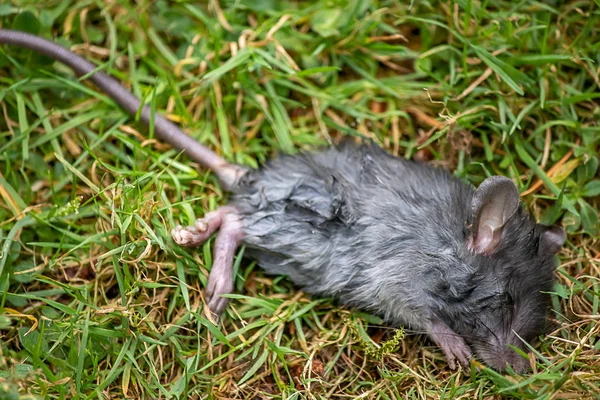 Corpse of a mouse Stock Photos, Royalty Free Corpse of a mouse Images ...