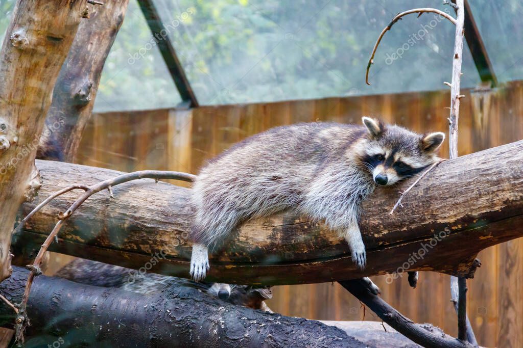 Mapache (Procyon lotor), también conocido como el mapache común ...