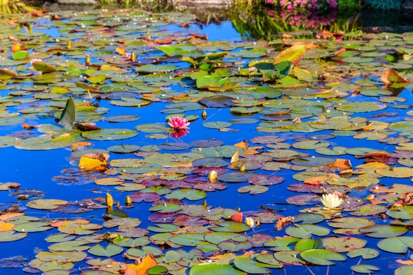 Beautiful pond scenery Stock Photos, Royalty Free Beautiful pond ...