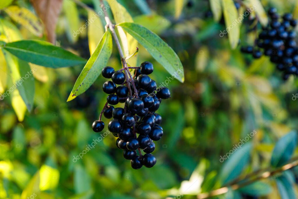 Bayas negras en un arbusto de corcho silvestre (Ligustrum vulgare ...
