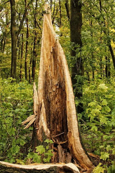 Broken tree Stock Photos, Royalty Free Broken tree Images | Depositphotos