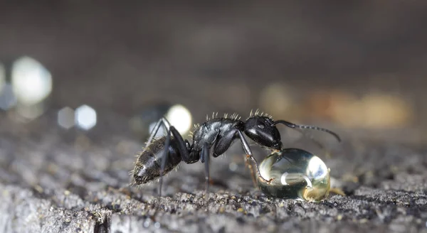 Ants and salt Stock Photos, Royalty Free Ants and salt Images ...